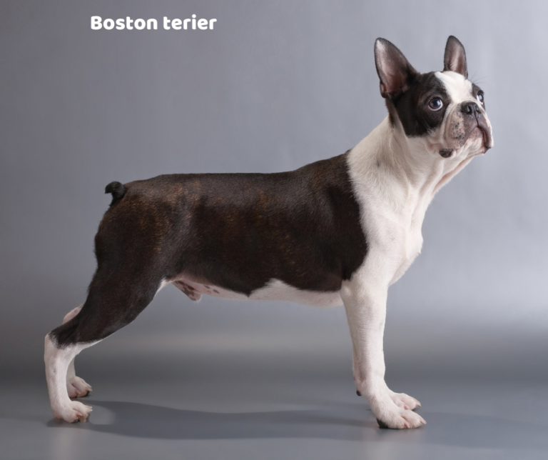 Boston terier jaki jest i na co choruje - poradnik weterynaryjny