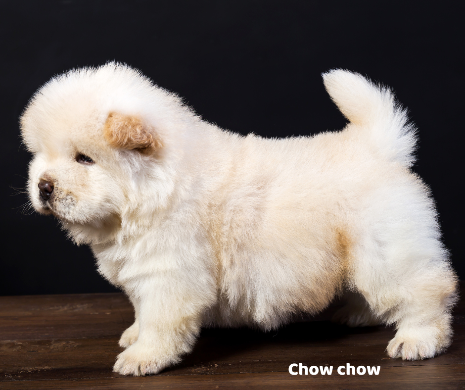 Chow chow jaki jest i na co choruje - Poradnik weterynaryjny