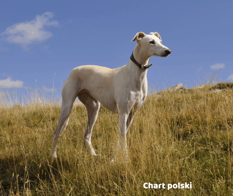 Chart polski jaki jest i na co choruje - Poradnik weterynaryjny